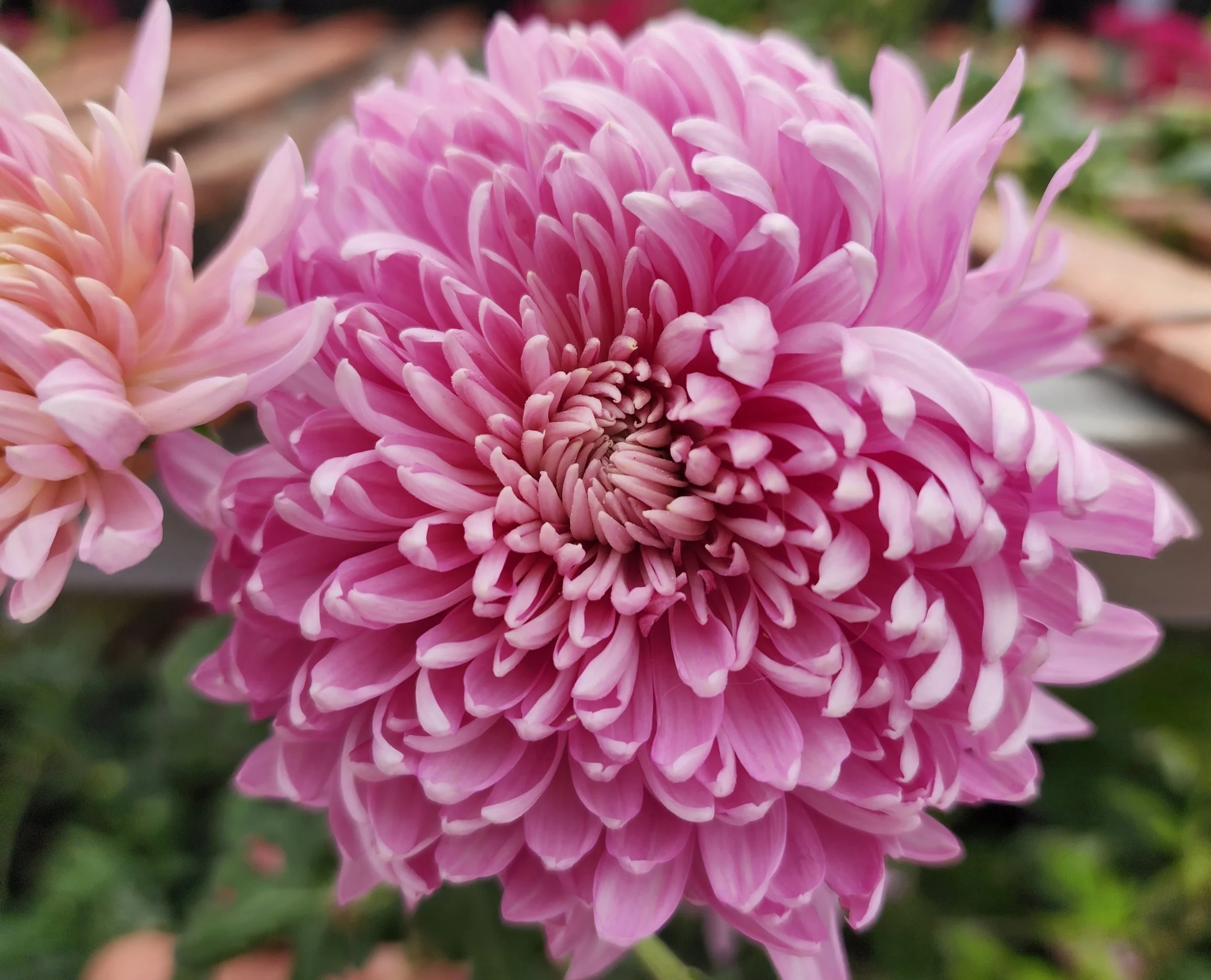 Coral Charm Heirloom Chrysanthemum Rooted Cutting — Goose Creek Gardens