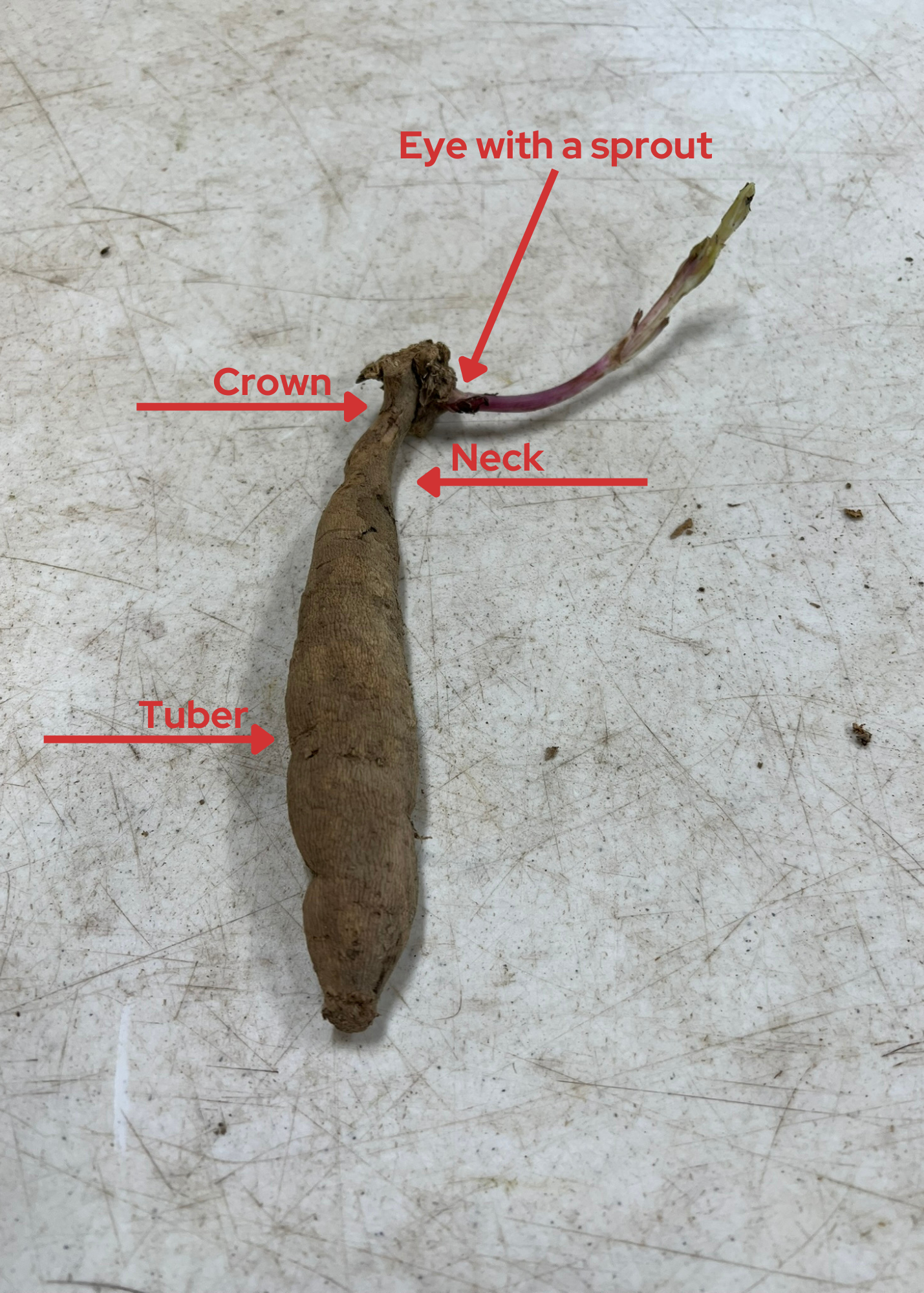 The Anatomy of a Dahlia Tuber — Goose Creek Gardens