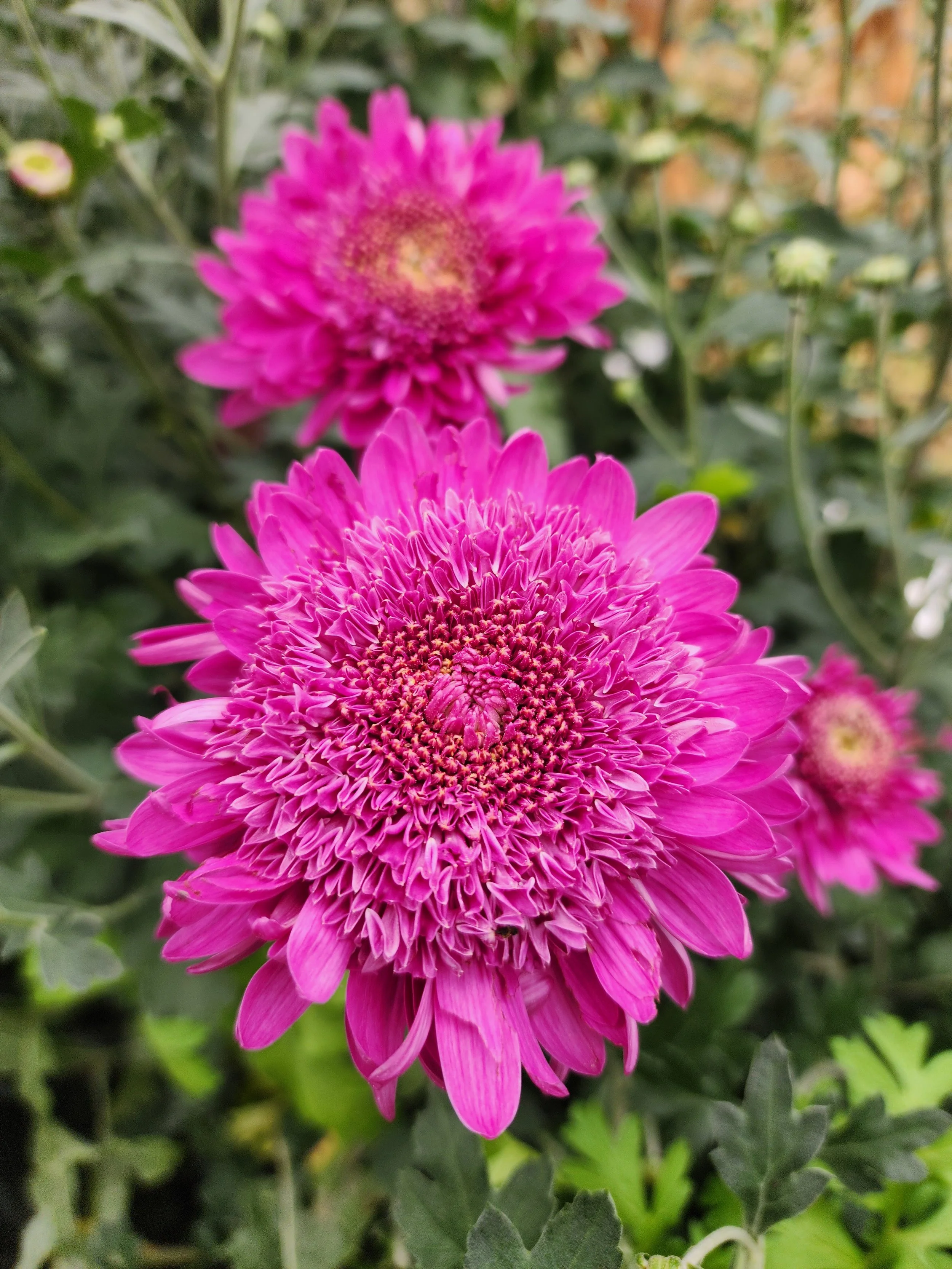 Coral Reef Heirloom Chrysanthemum Rooted Cutting — Goose Creek Gardens