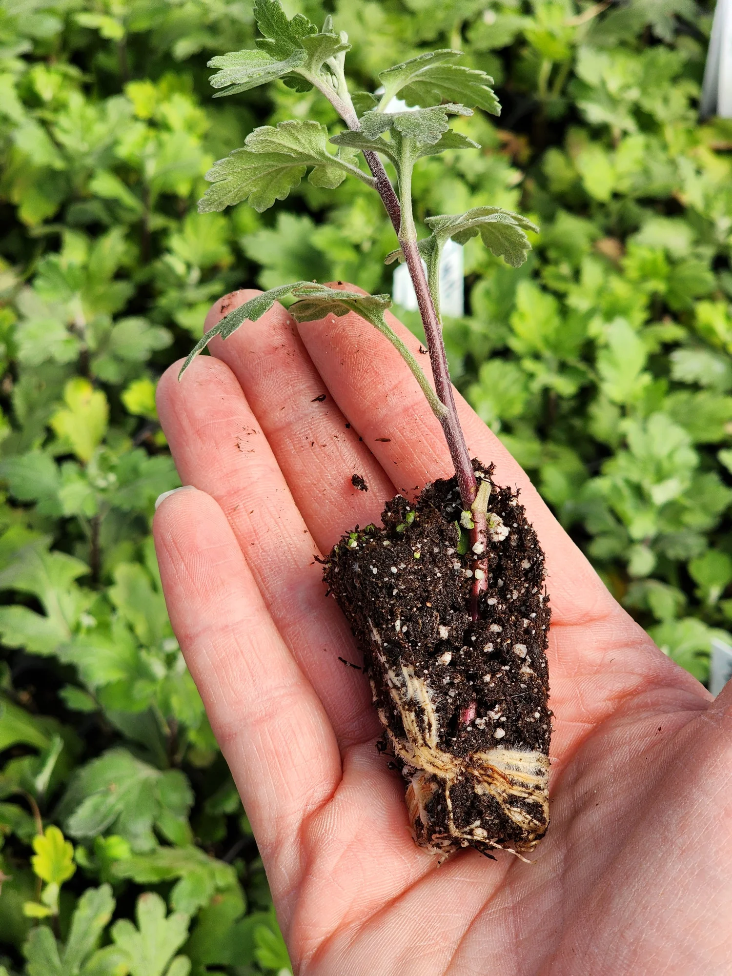 Rooted Cuttings FAQ — Goose Creek Gardens
