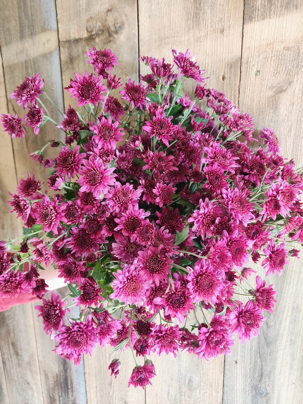 Coral Reef Heirloom Chrysanthemum Rooted Cutting — Goose Creek Gardens