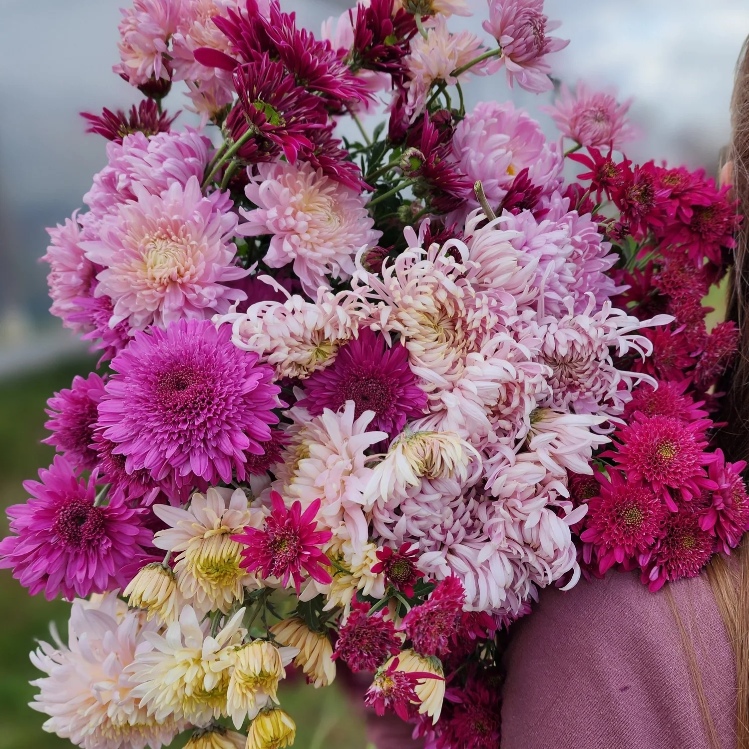 From Our Farm to Yours: How to Grow Heirloom Mums for Late-Season Sales ...