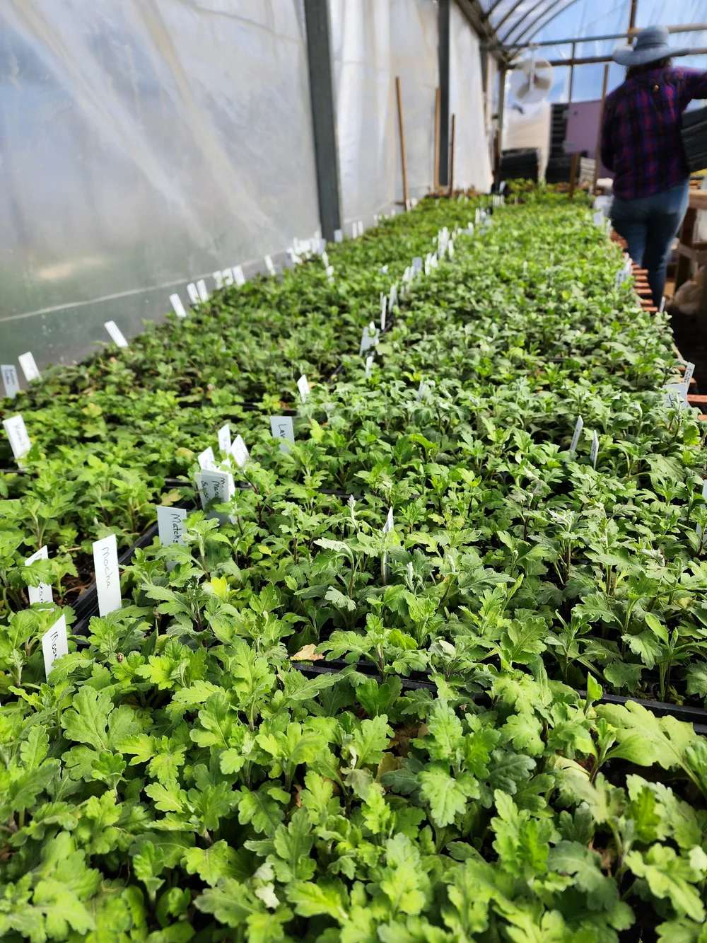 Rooted Cuttings FAQ — Goose Creek Gardens