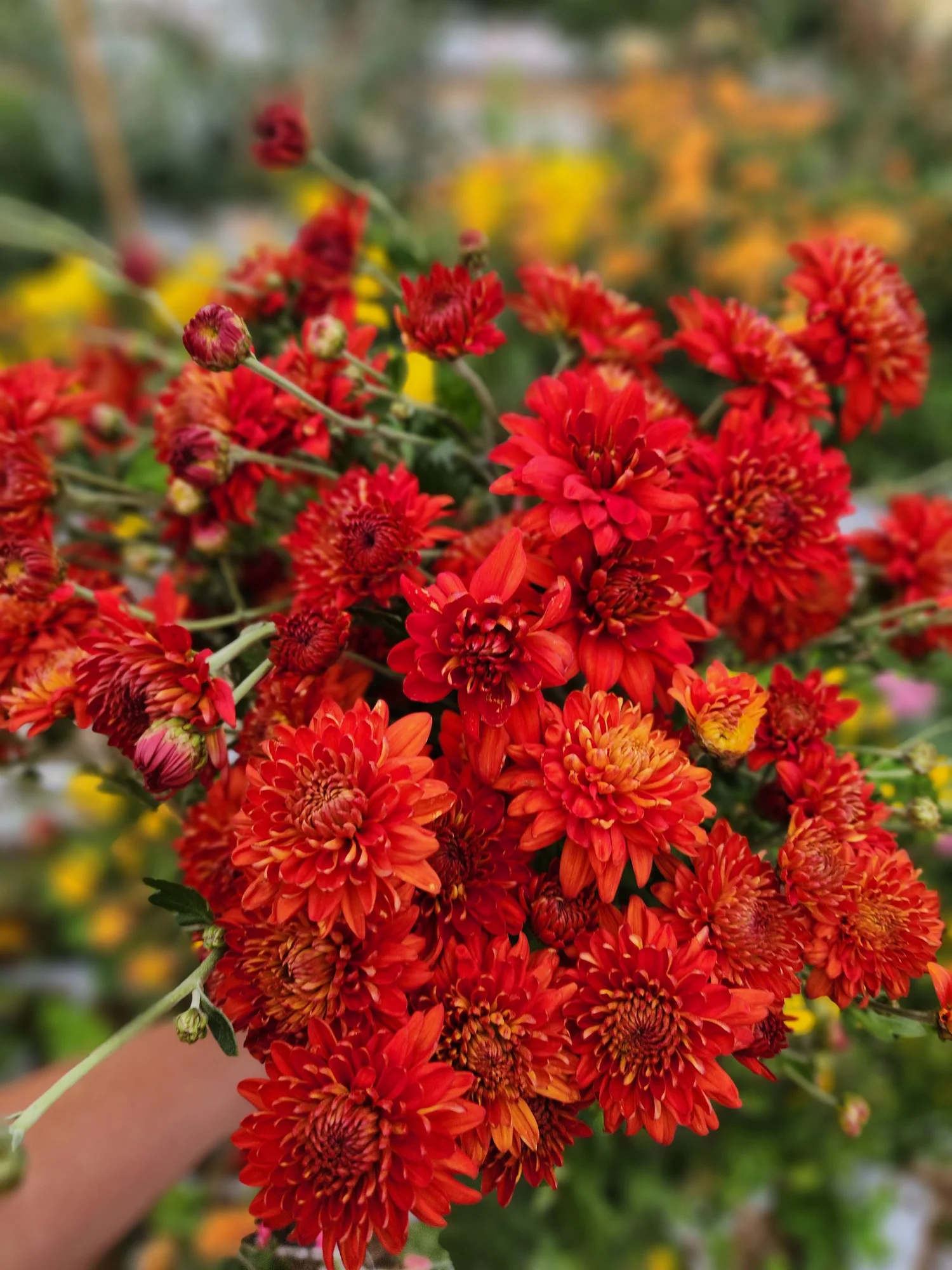 Crimson Tide Heirloom Chrysanthemum Rooted Cutting — Goose Creek Gardens