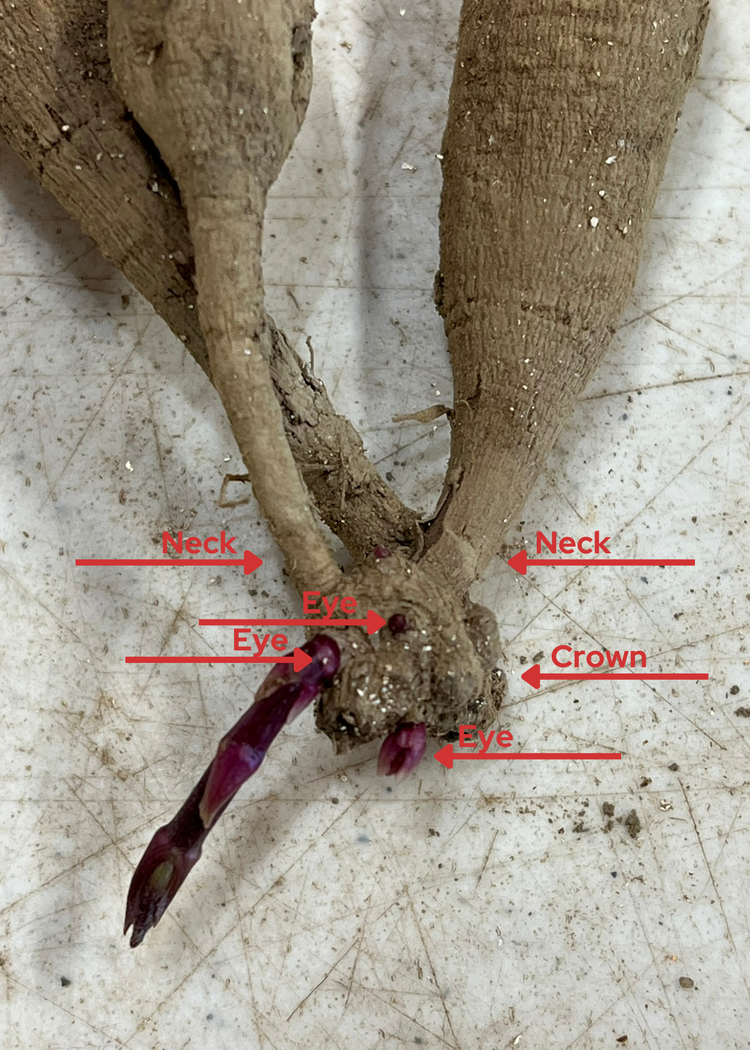 The Anatomy of a Dahlia Tuber — Goose Creek Gardens