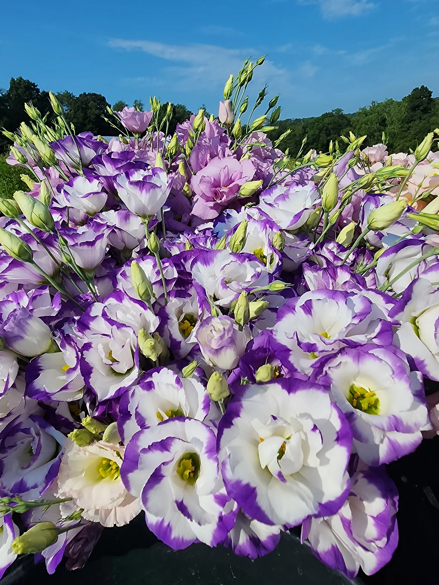 Growing Lisianthus: What We’ve Learned (and Keep Learning) — Goose ...