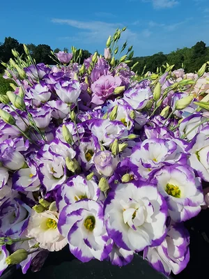 Growing Lisianthus: What We’ve Learned (and Keep Learning) — Goose ...