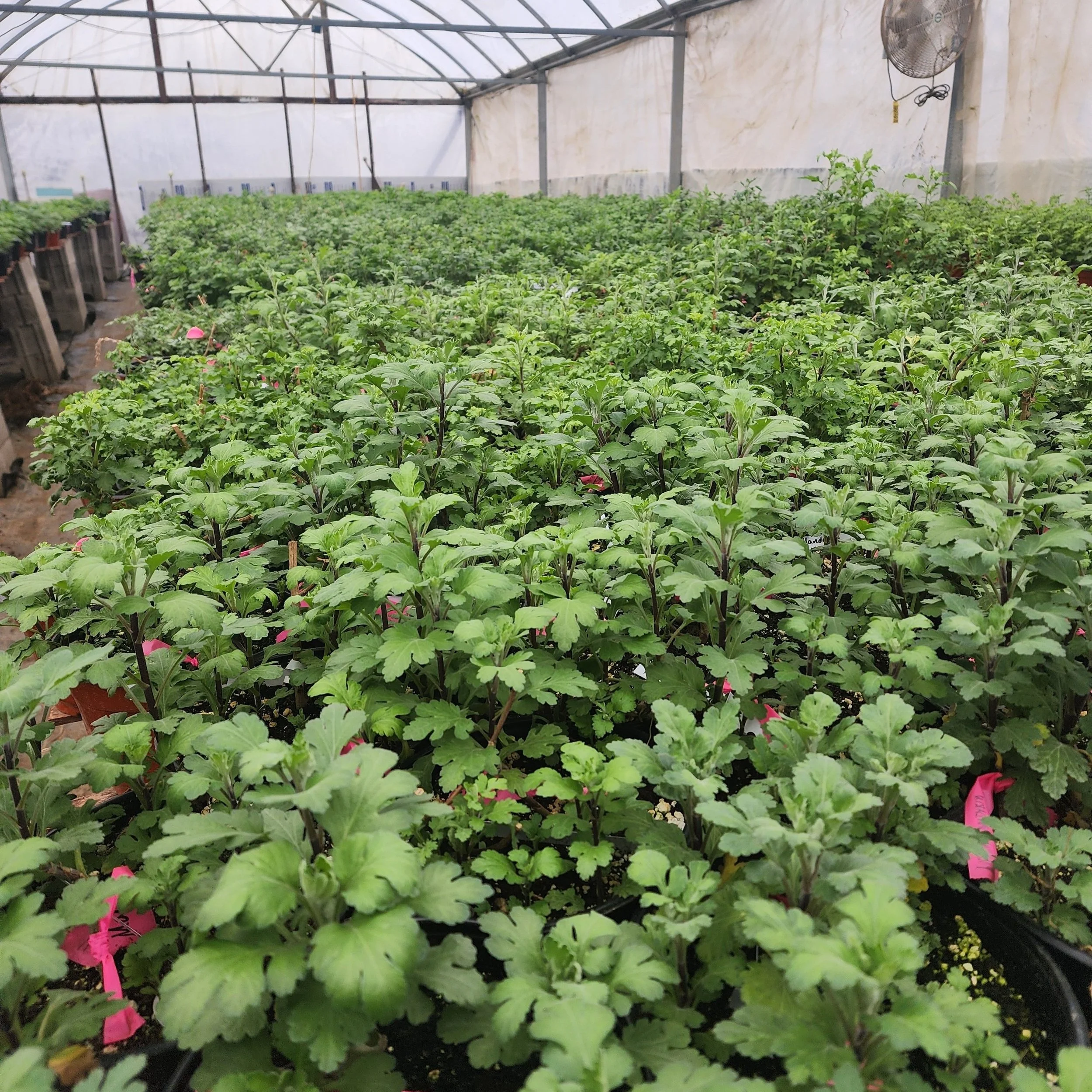 From Our Farm to Yours: How to Grow Heirloom Mums for Late-Season Sales ...