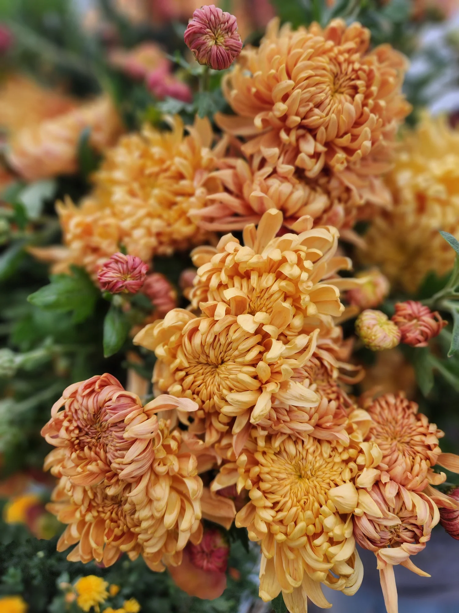 Seaton's Je'Dore Heirloom Chrysanthemum Rooted Cutting — Goose Creek ...