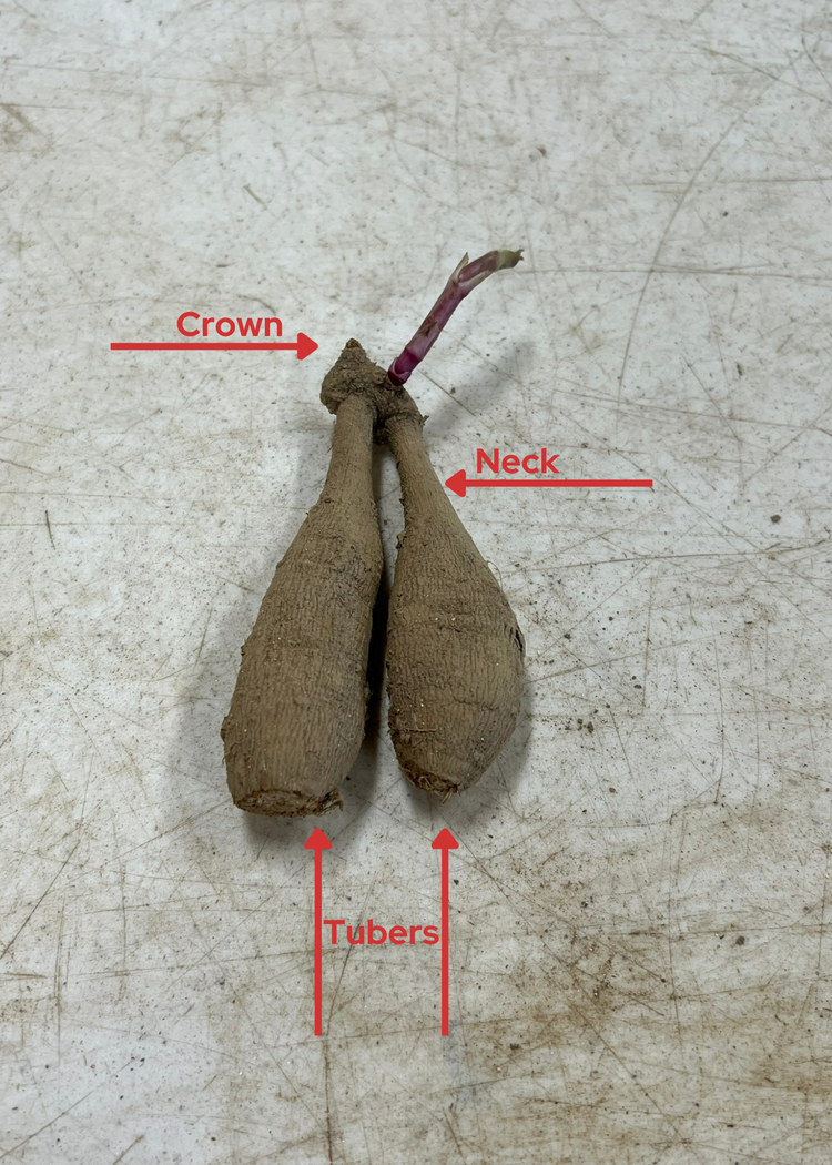 The Anatomy of a Dahlia Tuber — Goose Creek Gardens