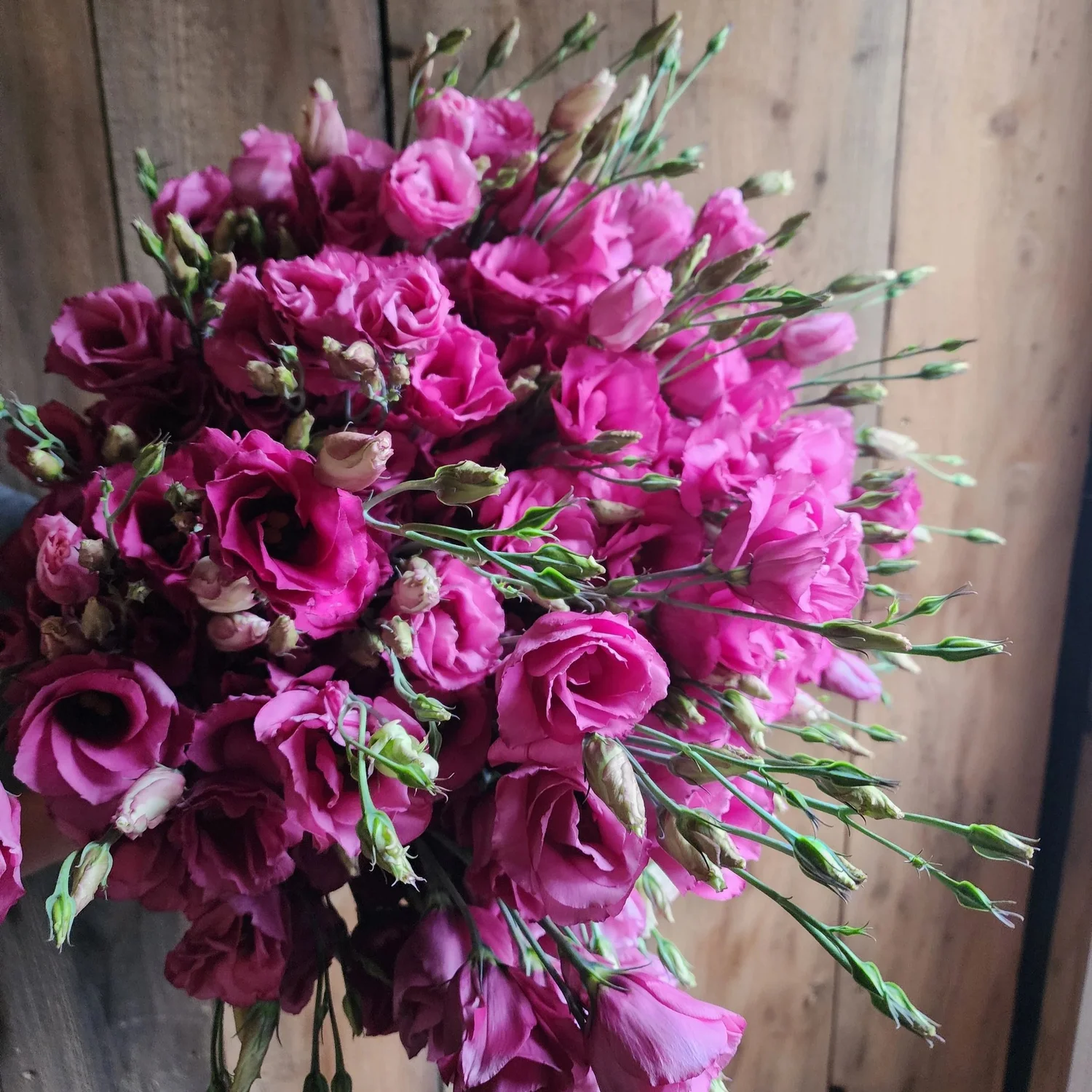 Growing Lisianthus: What We’ve Learned (and Keep Learning) — Goose ...