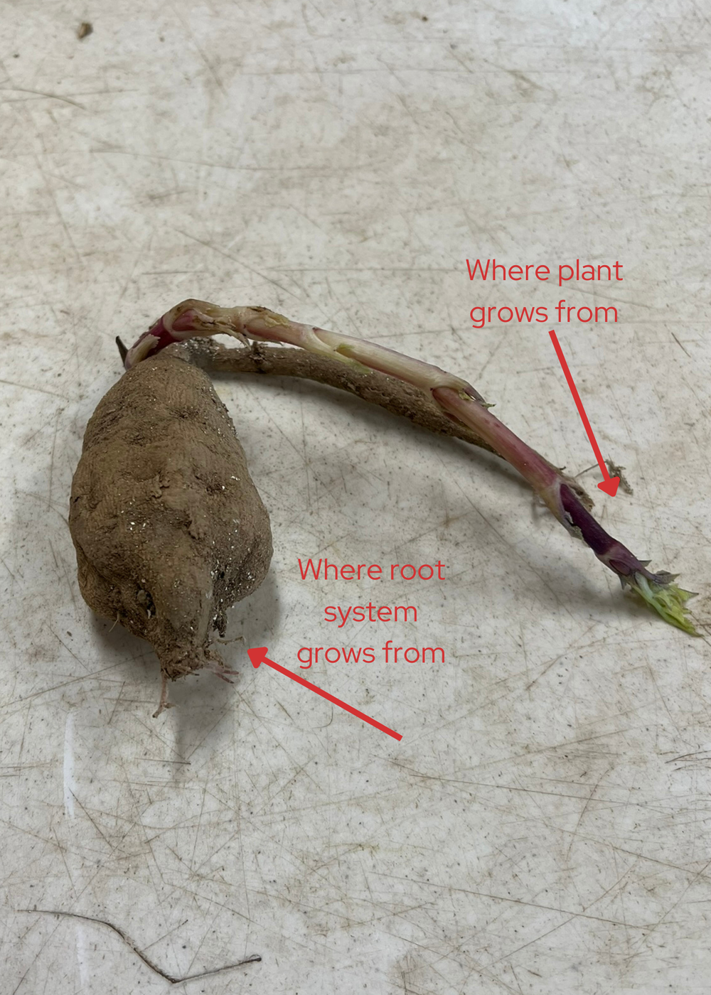 The Anatomy of a Dahlia Tuber — Goose Creek Gardens