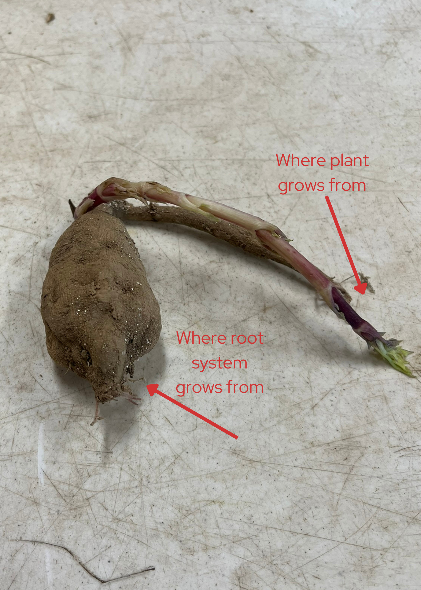 The Anatomy of a Dahlia Tuber — Goose Creek Gardens