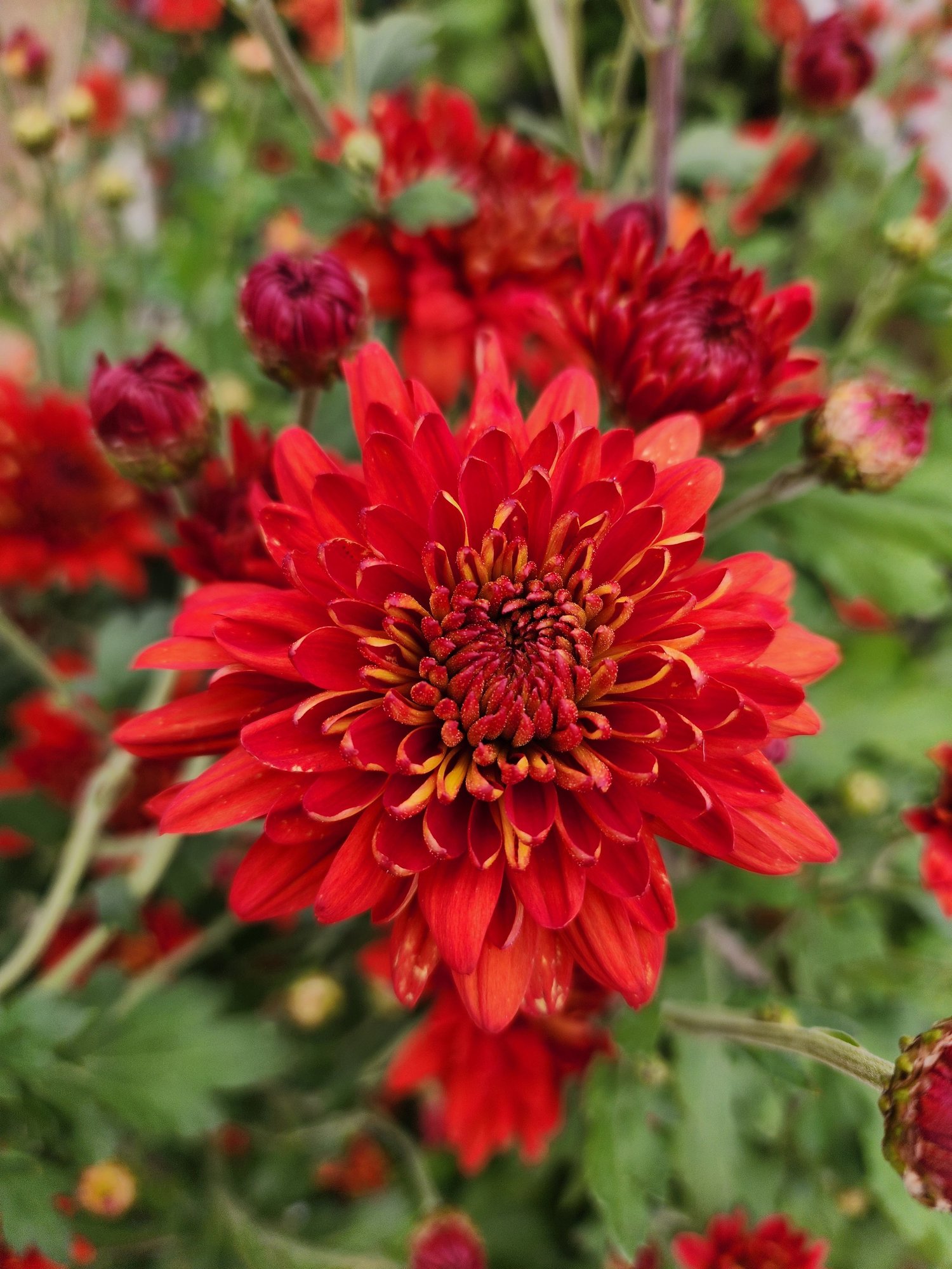 Crimson Tide Heirloom Chrysanthemum Rooted Cutting — Goose Creek Gardens