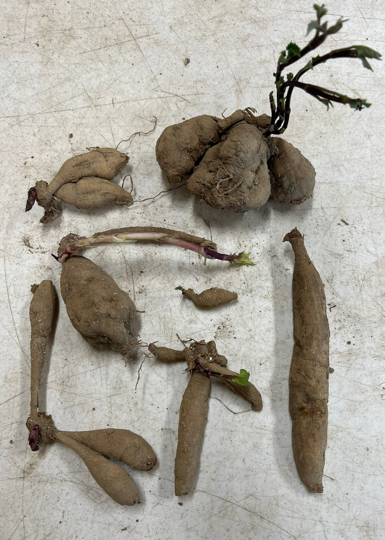 The Anatomy of a Dahlia Tuber — Goose Creek Gardens