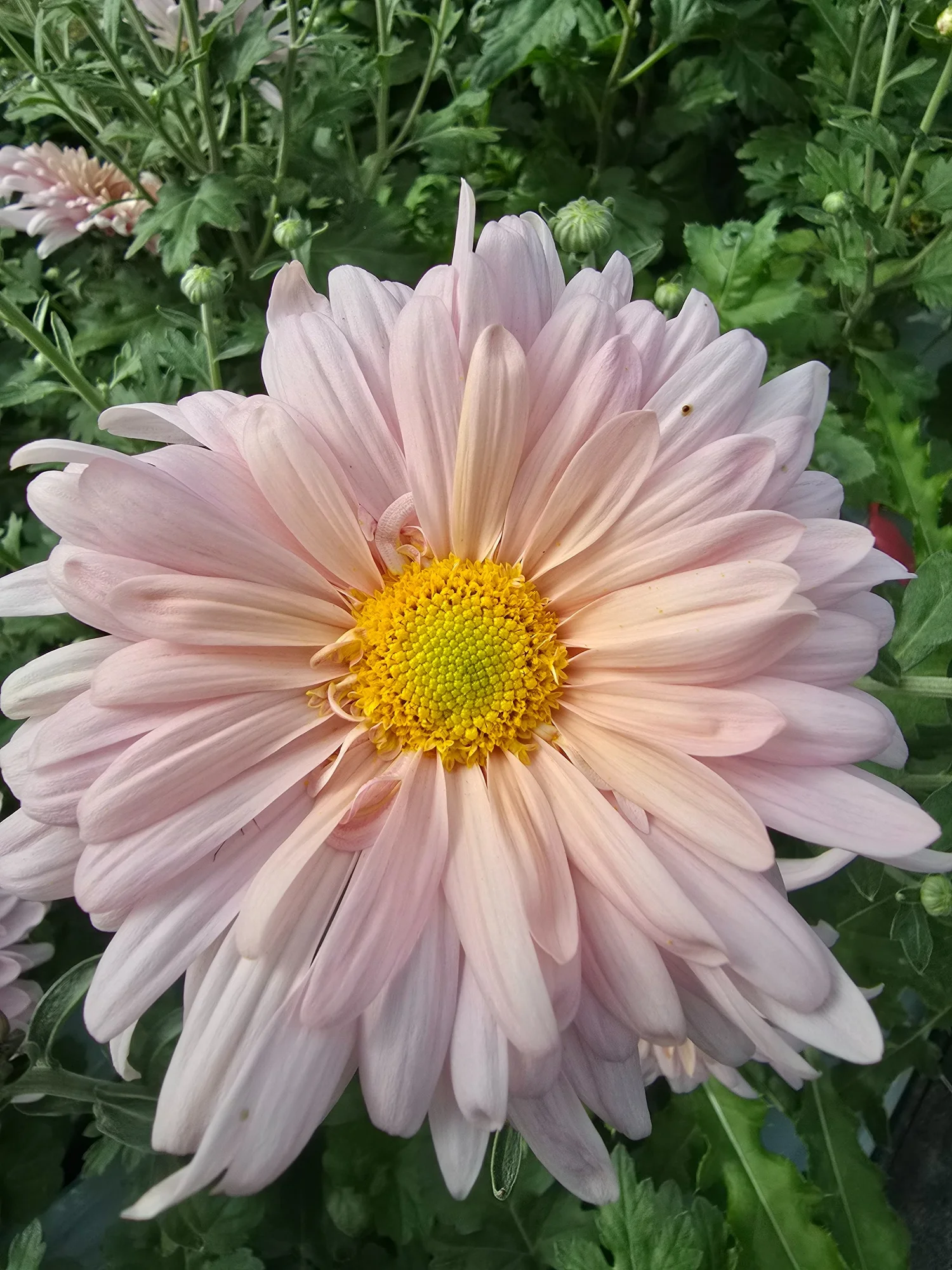 Coral Charm Heirloom Chrysanthemum Rooted Cutting — Goose Creek Gardens ...