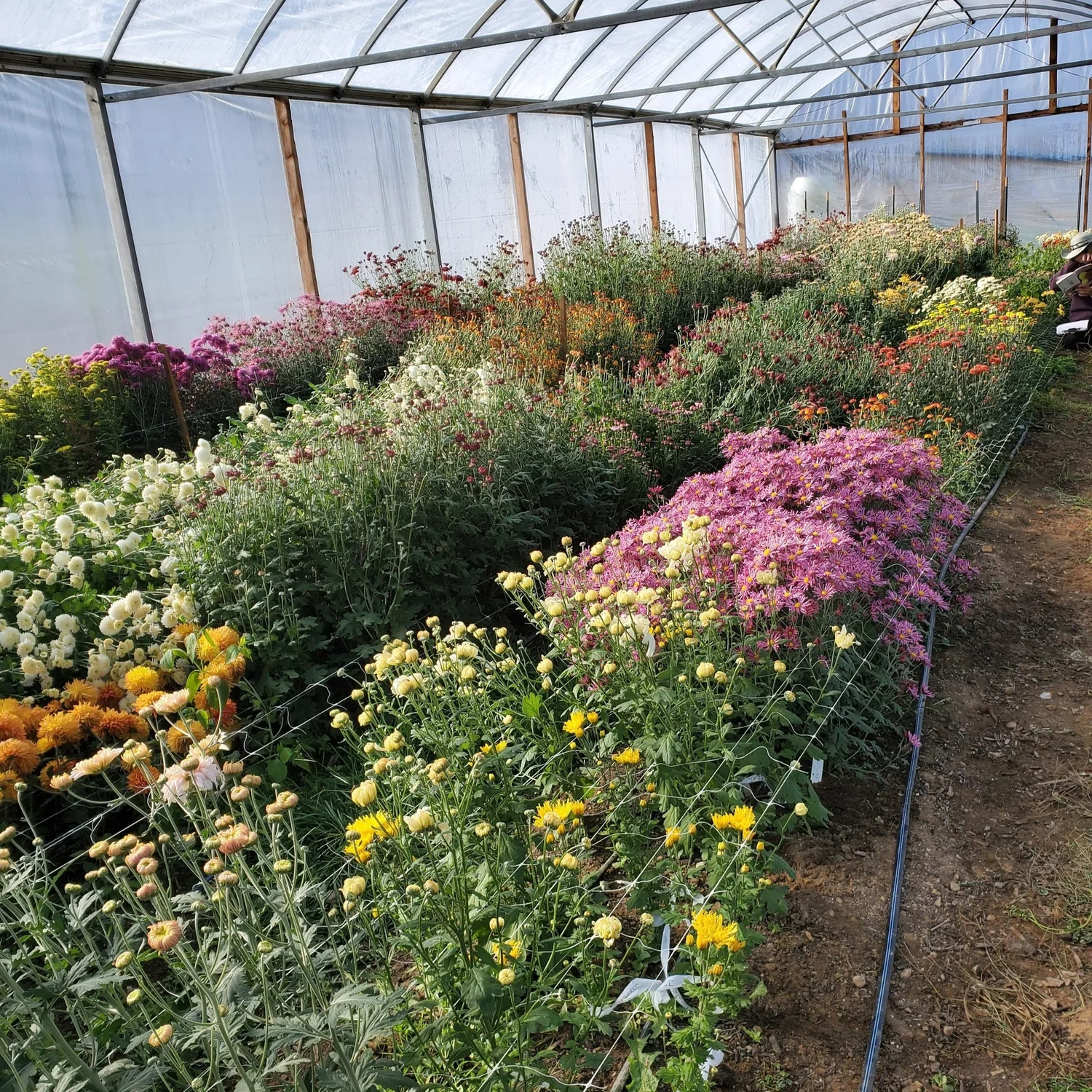 From Our Farm to Yours: How to Grow Heirloom Mums for Late-Season Sales ...
