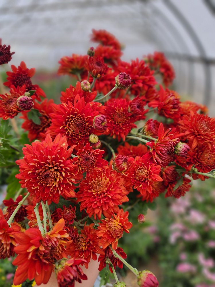 Crimson Tide Heirloom Chrysanthemum Rooted Cutting — Goose Creek Gardens