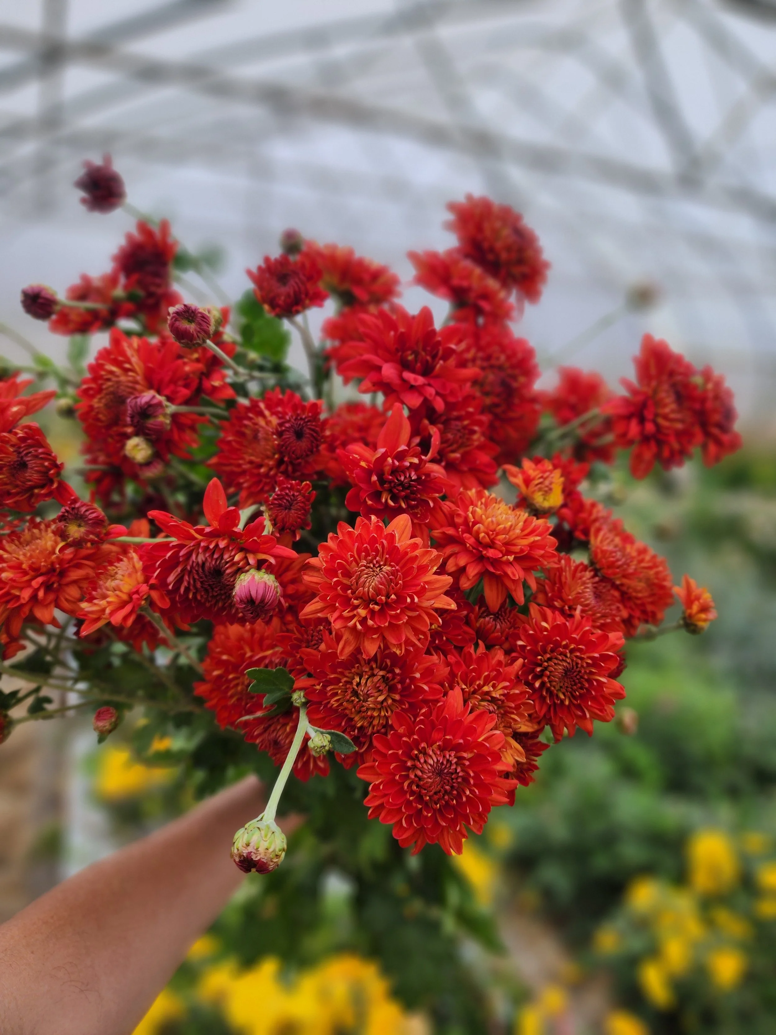 Crimson Tide Heirloom Chrysanthemum Rooted Cutting — Goose Creek Gardens