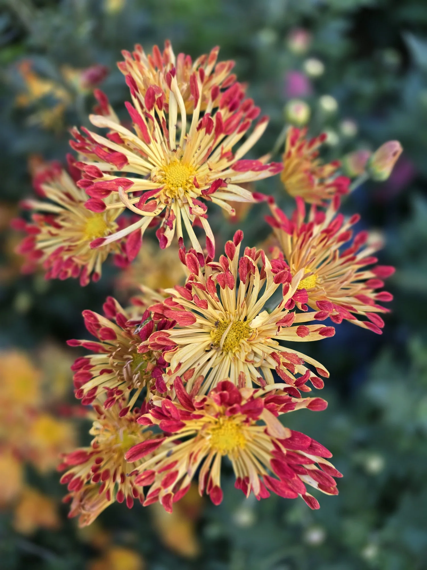 Gertrude Heirloom chrysanthemum Rooted Cutting — Goose Creek Gardens, Ltd.