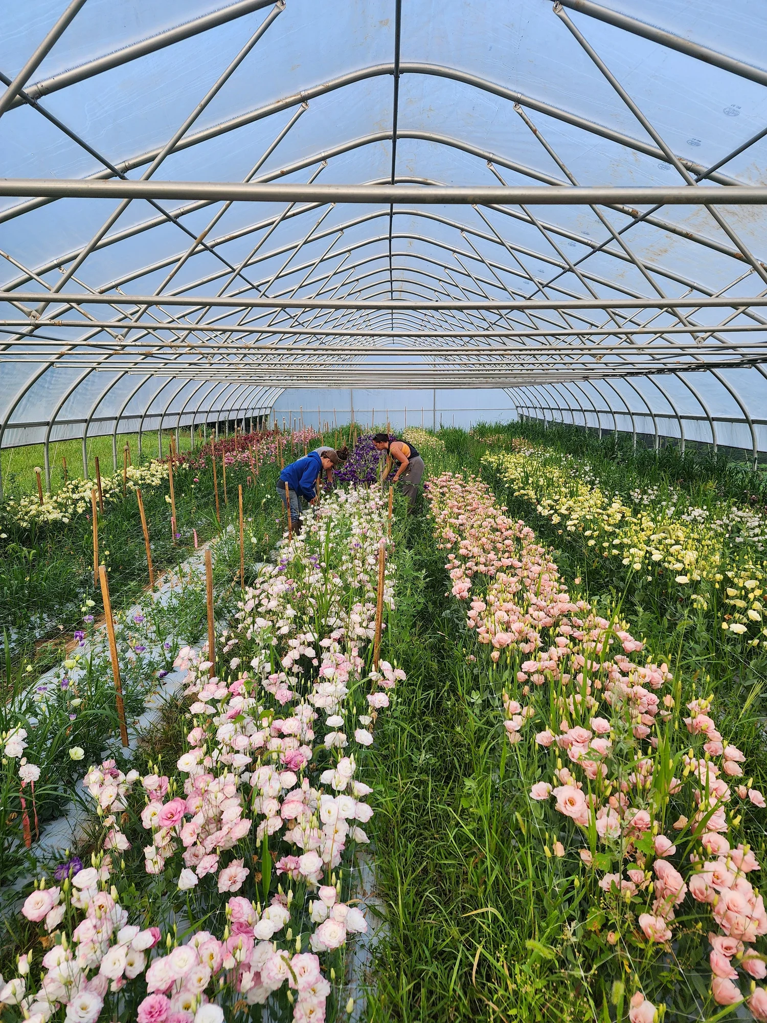 Growing Lisianthus: What We’ve Learned (and Keep Learning) — Goose ...