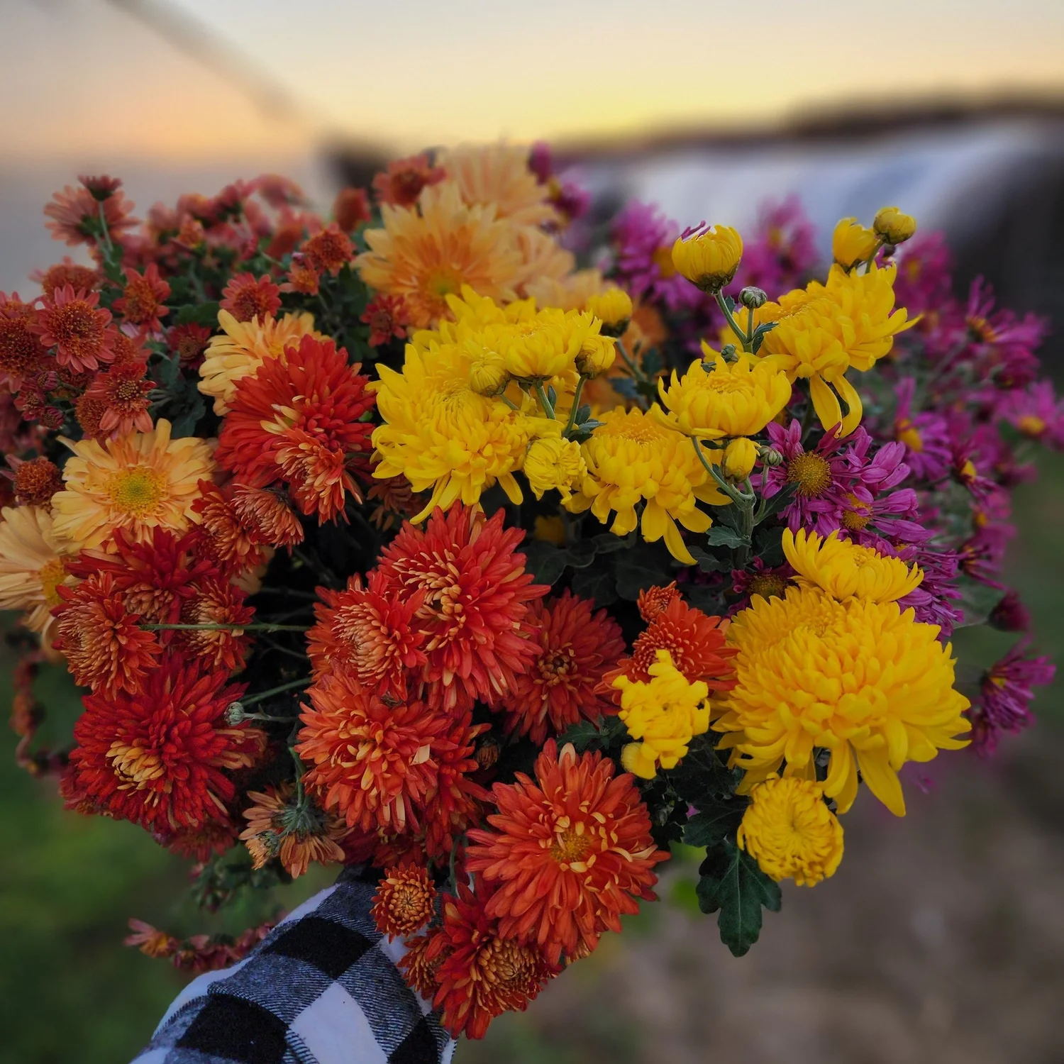 From Our Farm to Yours: How to Grow Heirloom Mums for Late-Season Sales ...