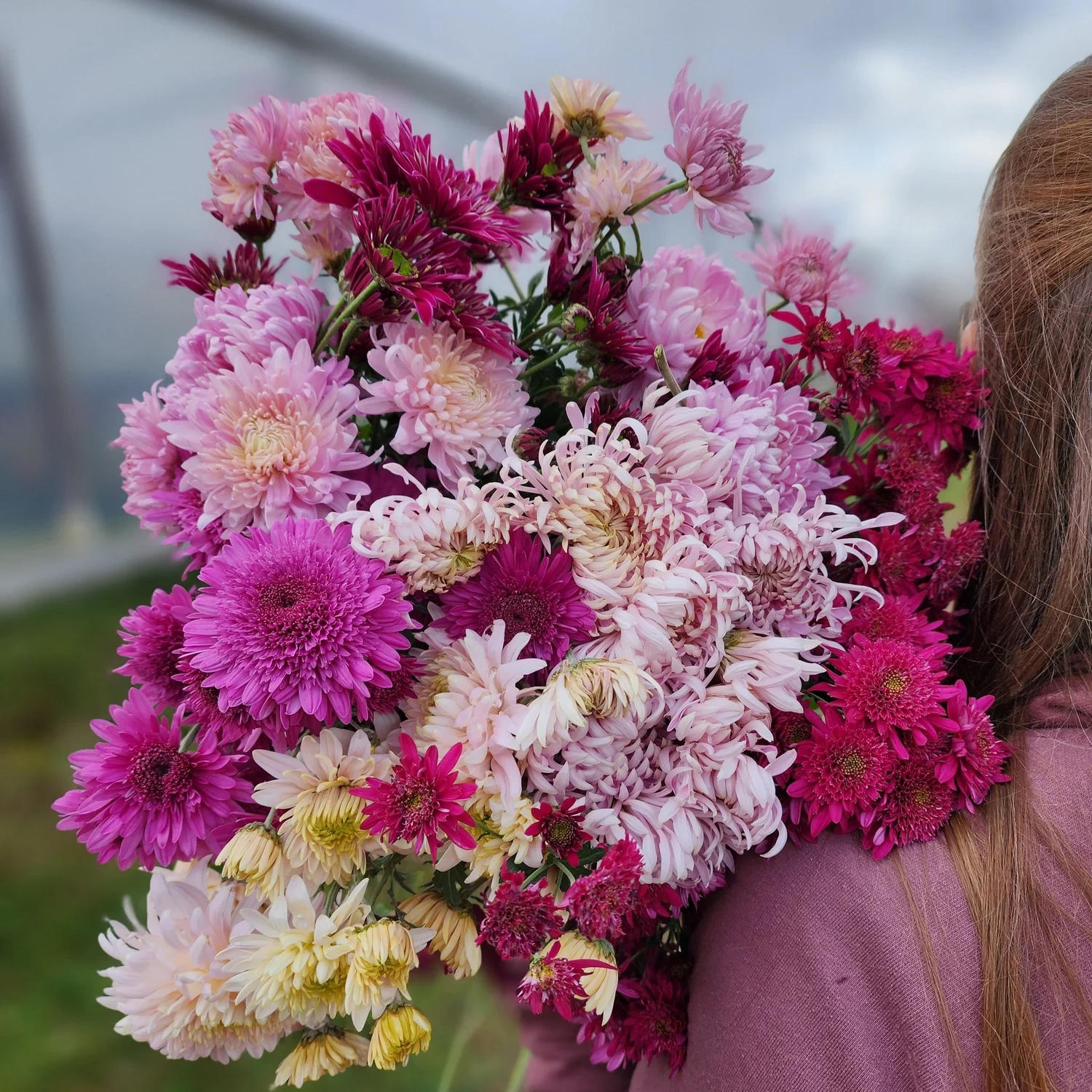 A Basic Guide to Growing Heirloom Chrysanthemums — Goose Creek Gardens