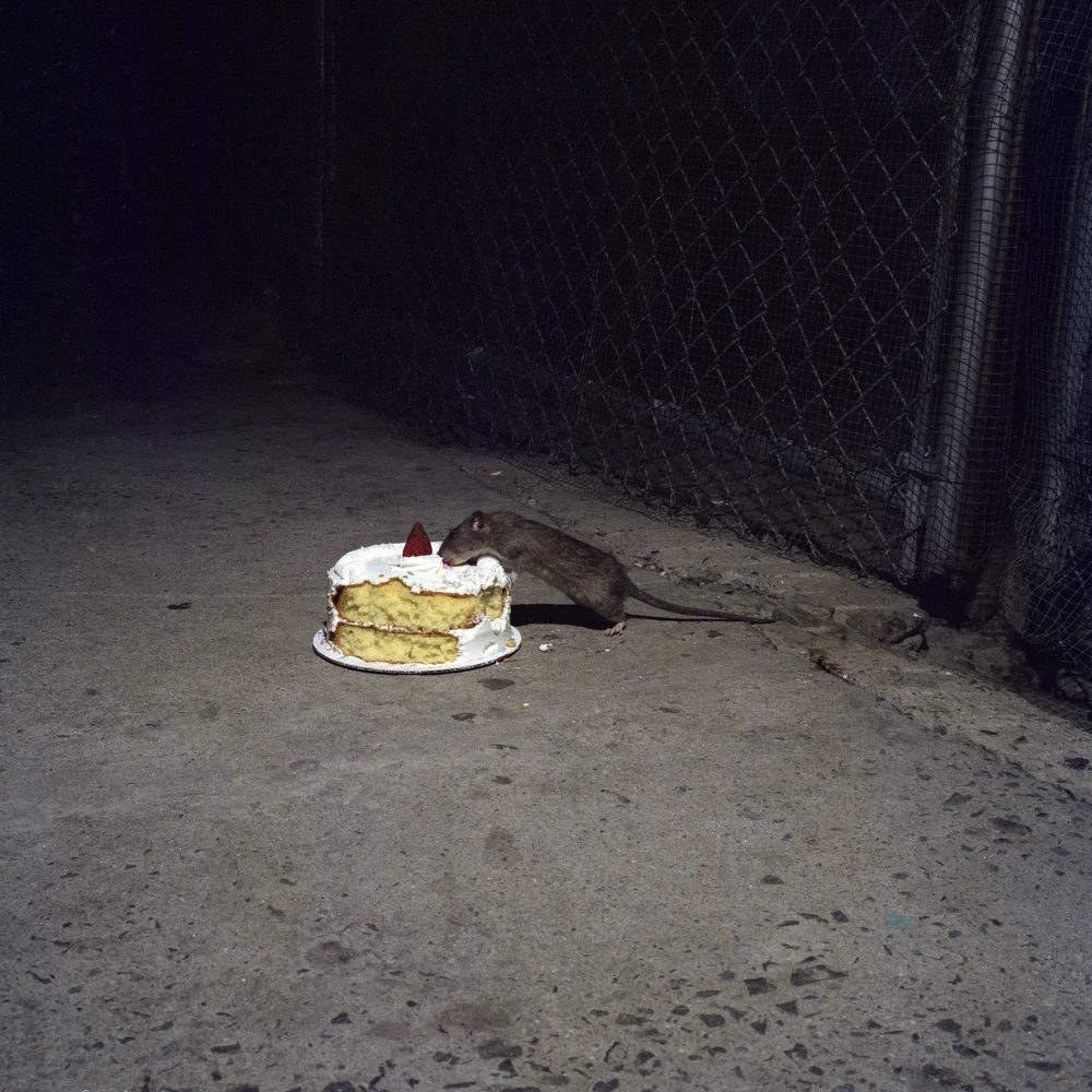 Rat Wars — Disegno Journal