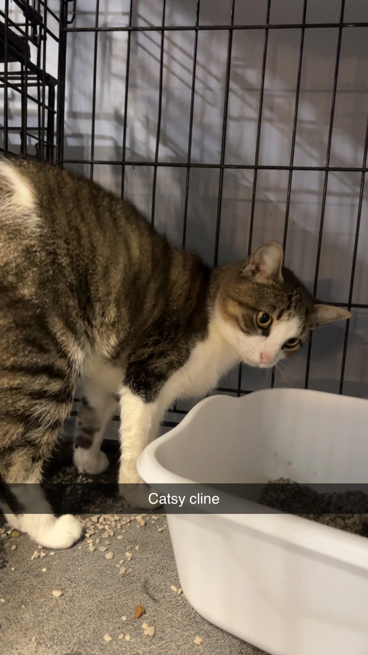 Adoptable Cats — Nine Lives Cat Lounge & Adoption Center