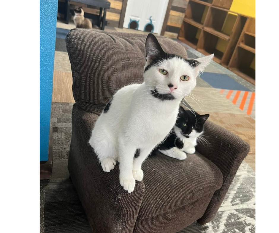 Nine Lives Cat Lounge & Adoption Center