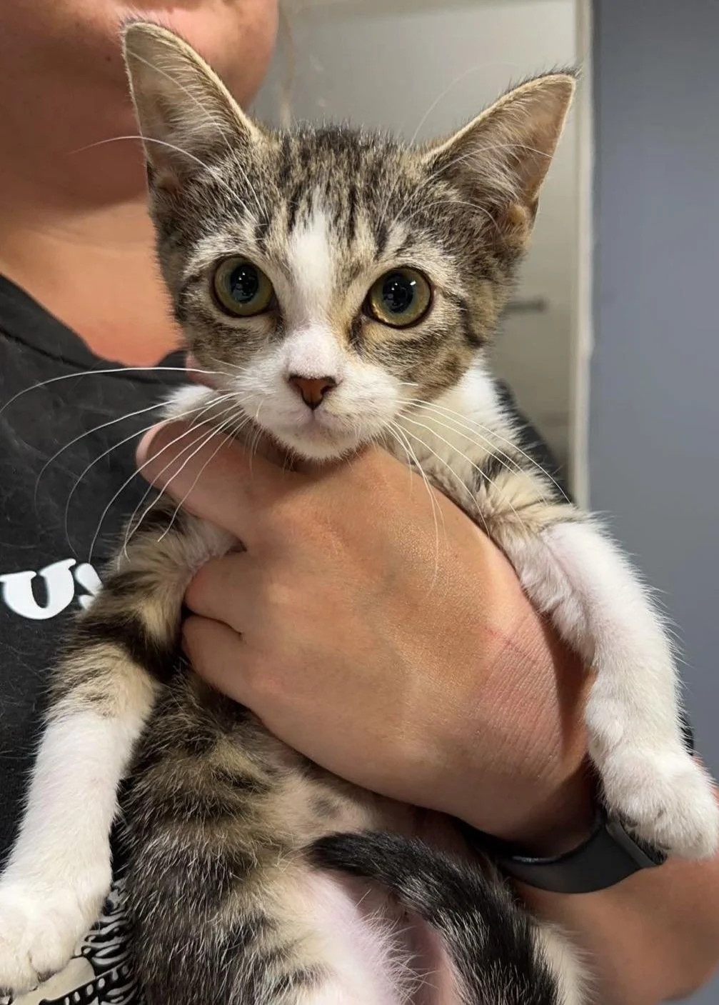 Adoptable Cats — Nine Lives Cat Lounge & Adoption Center