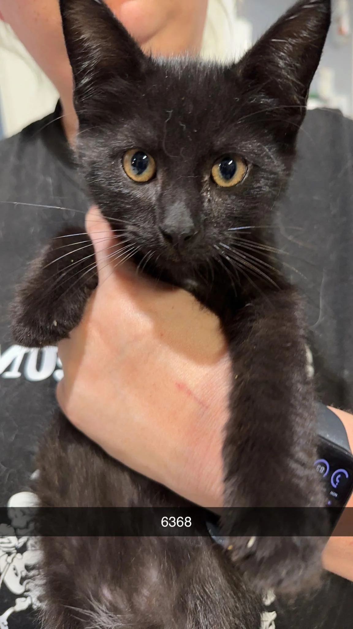 Adoptable Cats — Nine Lives Cat Lounge & Adoption Center