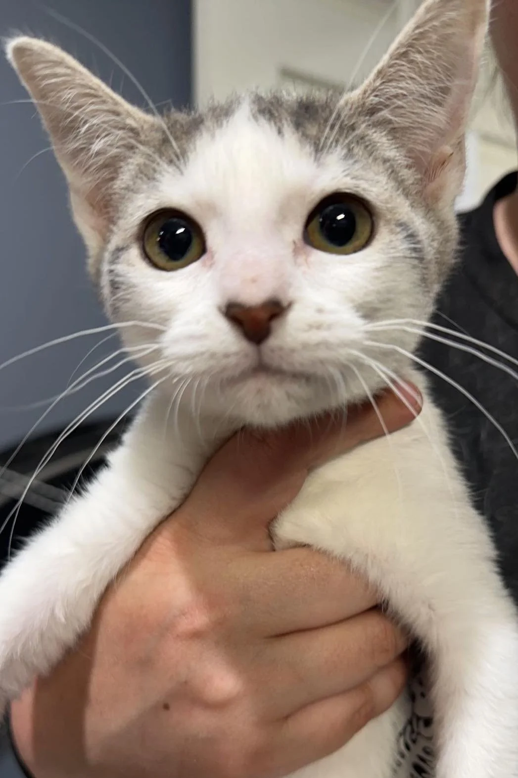 Adoptable Cats — Nine Lives Cat Lounge & Adoption Center