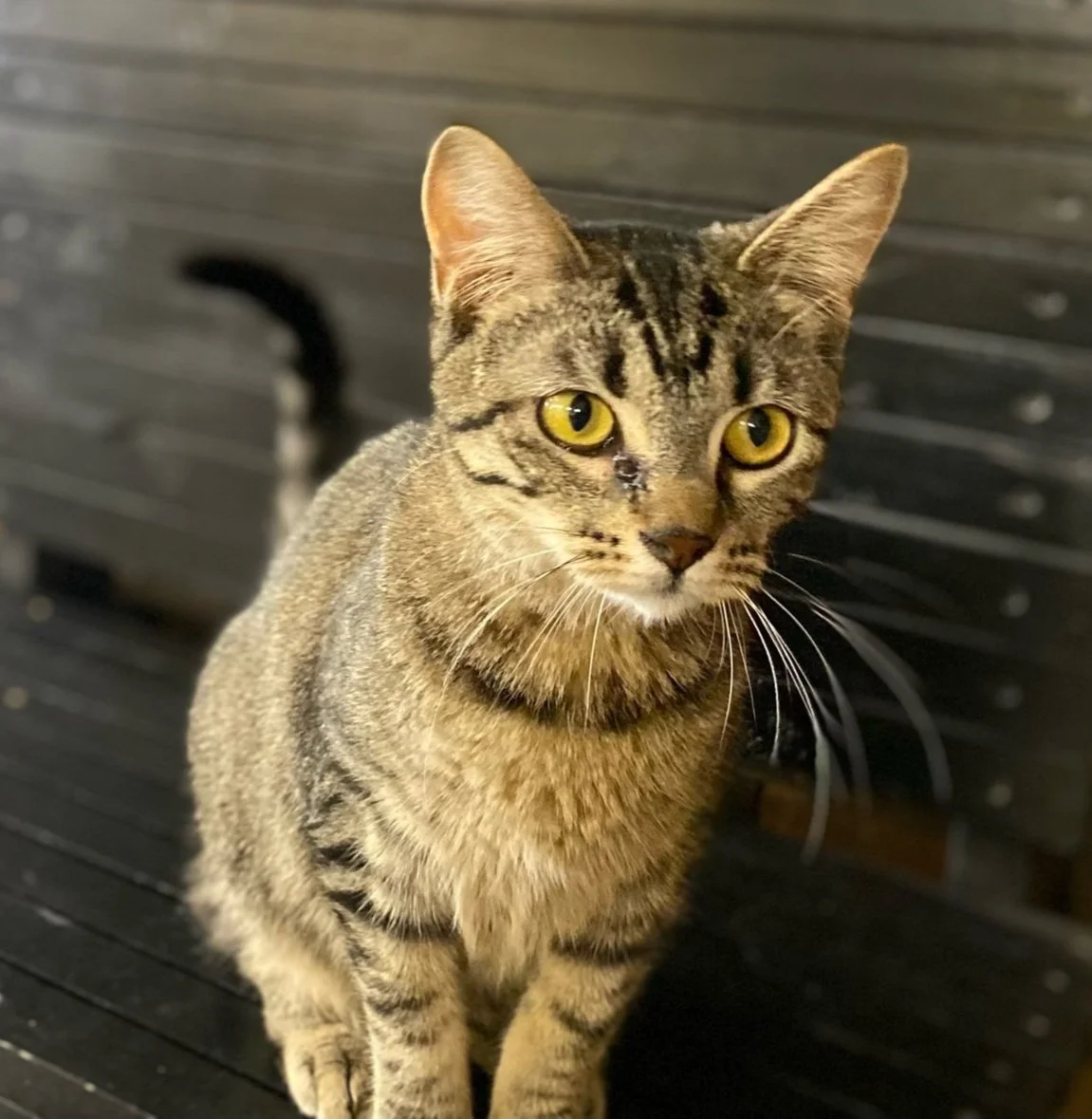 Adoptable Cats — Nine Lives Cat Lounge & Adoption Center