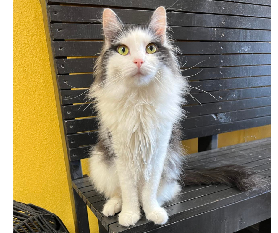 Nine Lives Cat Lounge & Adoption Center