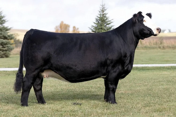 Finesse Livestock Enterprises