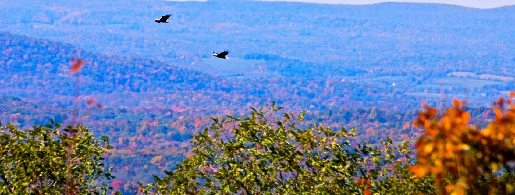 Bird Watching – Hello Warwick Valley