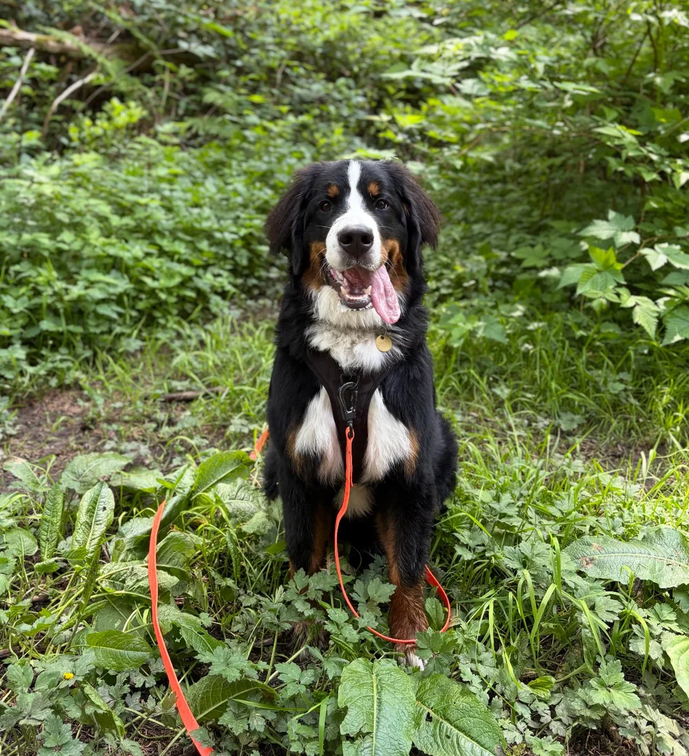 Bernese Mountain Dogs — Karlena Farms