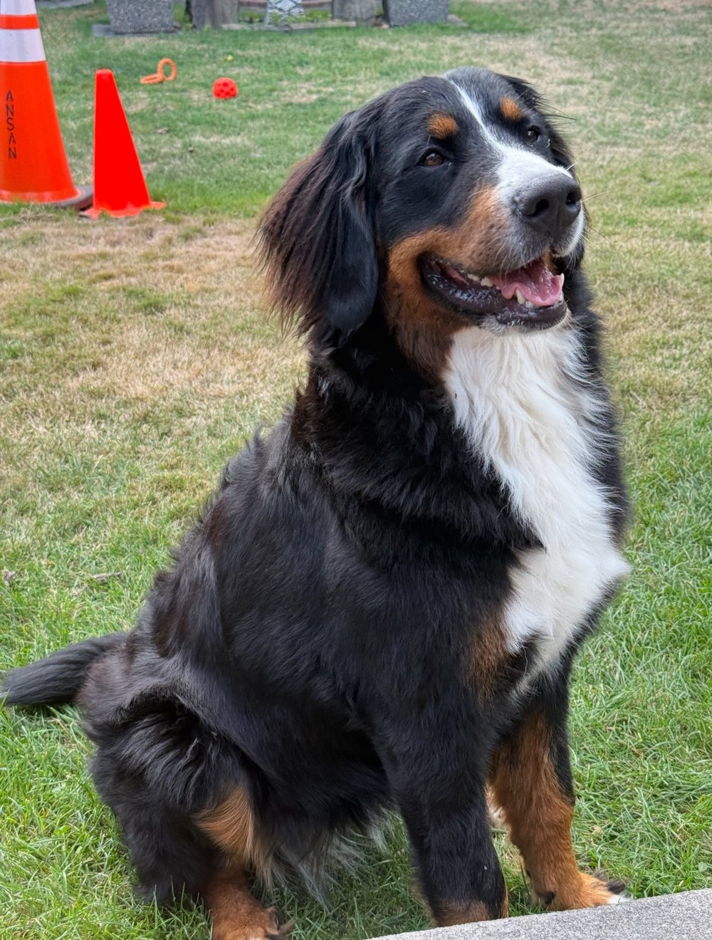 Bernese Mountain Dogs — Karlena Farms