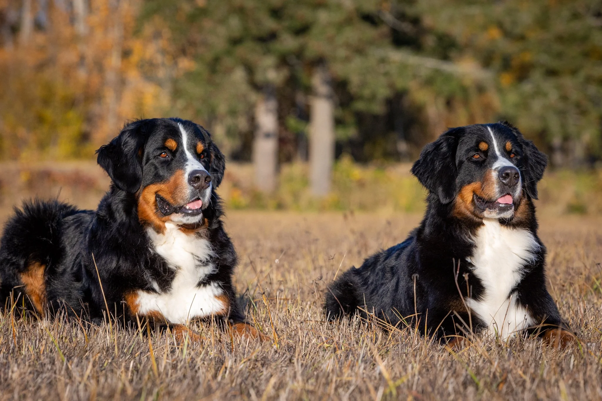 Bernese Mountain Dogs — Karlena Farms