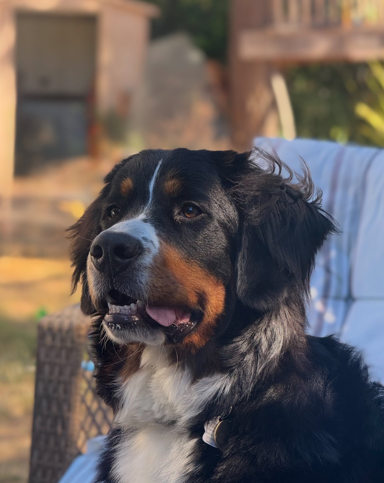 Bernese Mountain Dogs — Karlena Farms