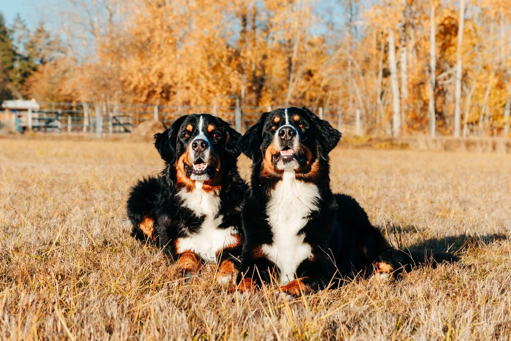 Bernese Mountain Dogs — Karlena Farms