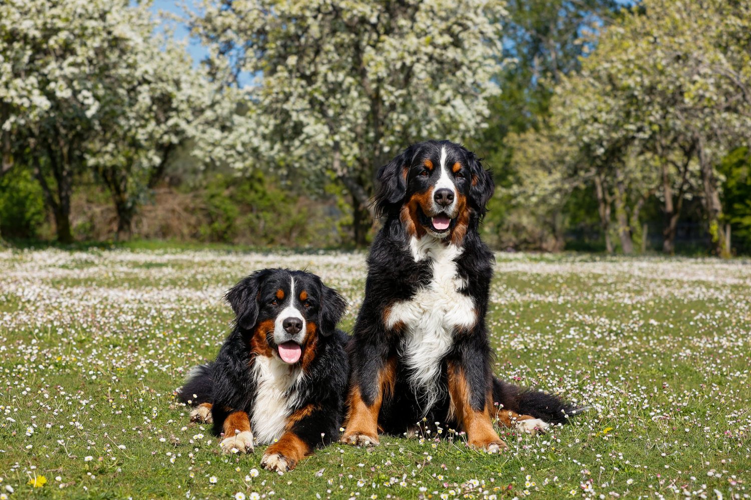 Bernese Mountain Dogs — Karlena Farms