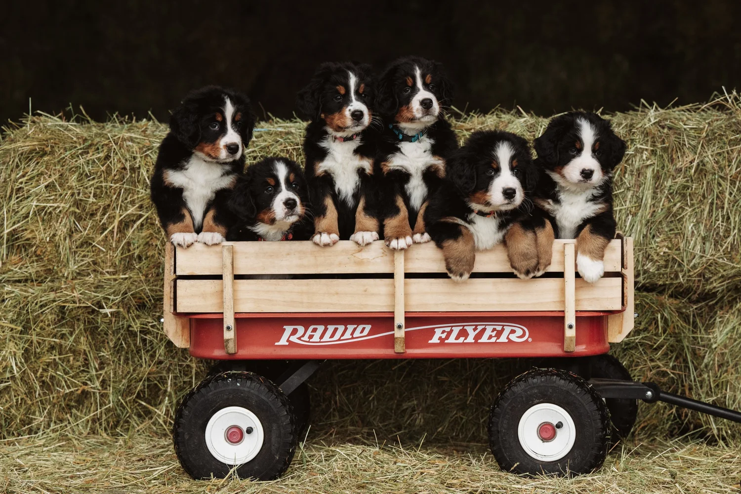 Bernese Mountain Dogs — Karlena Farms