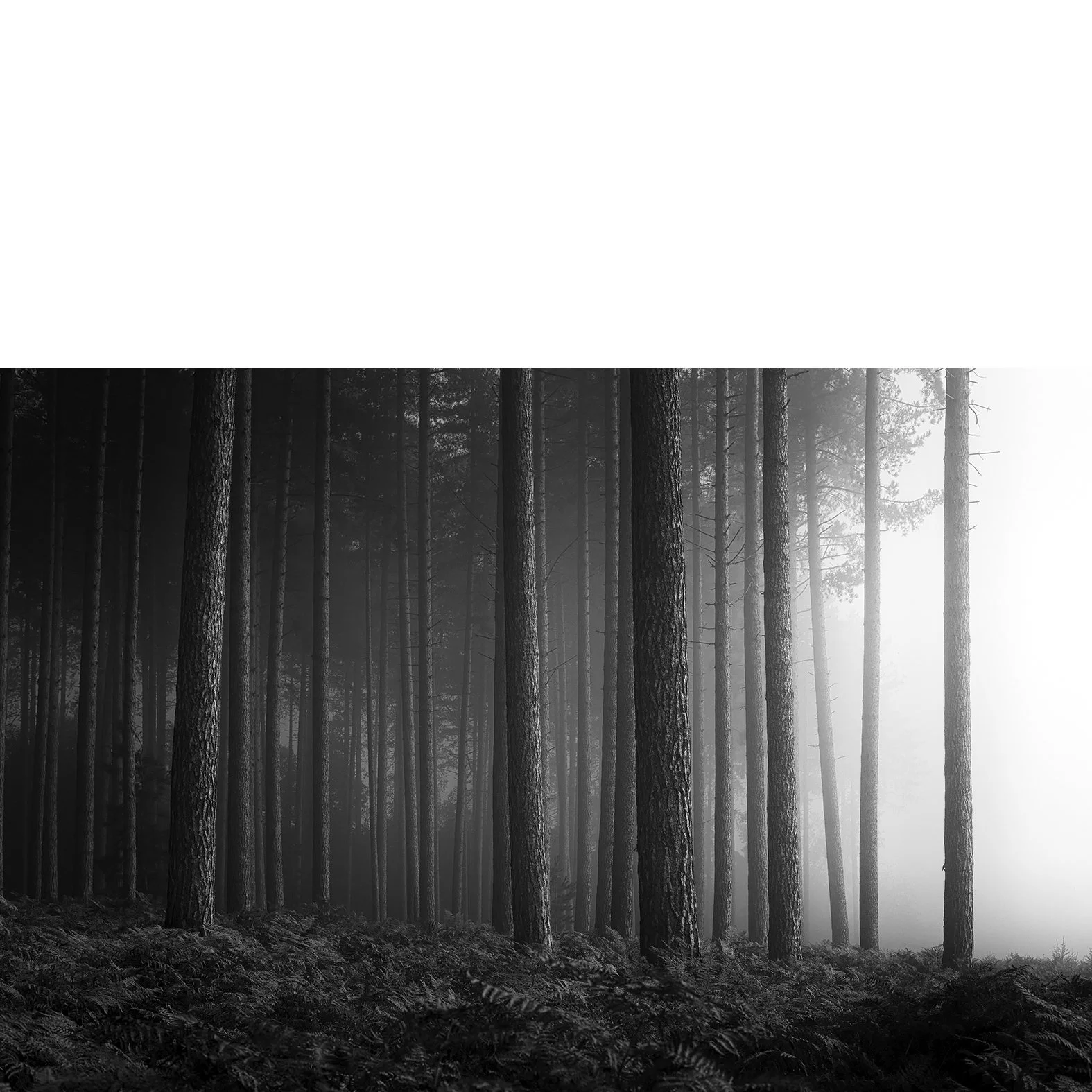 Tonal trees, Thetford Forest — JAYNE ODELL FRPS