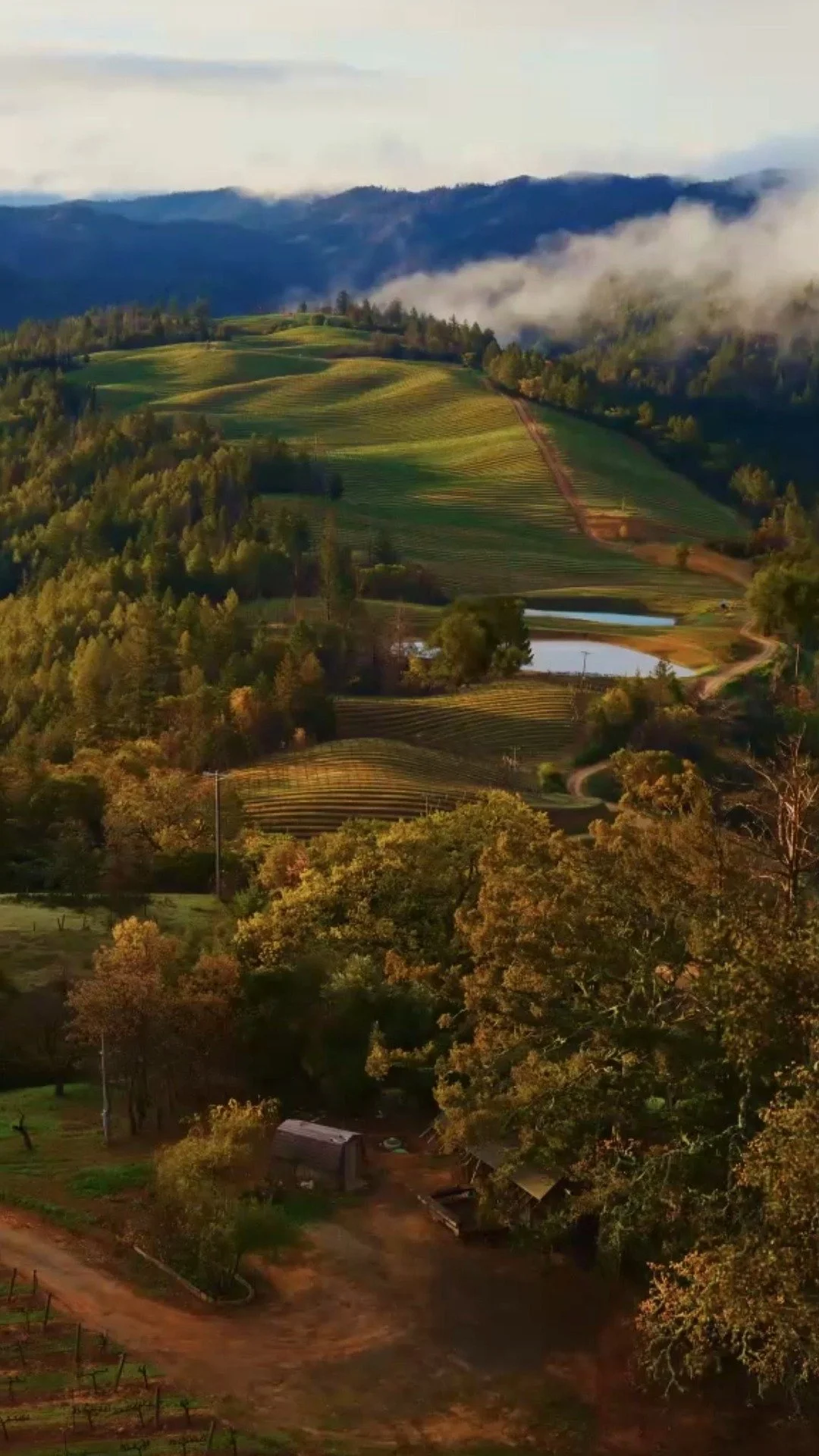 Cynthia Alice Anderson