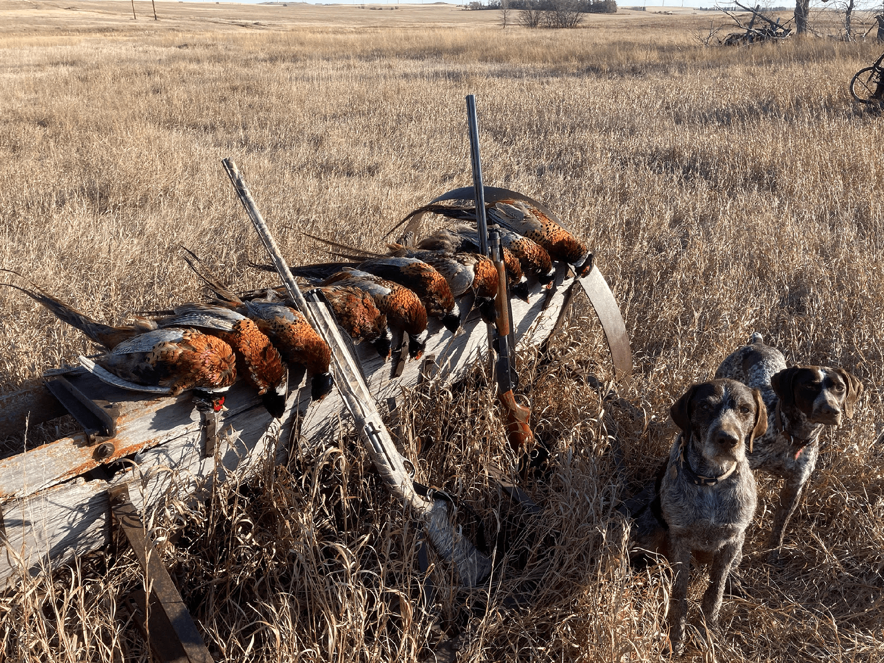 Knotted Wire Gun Dogs