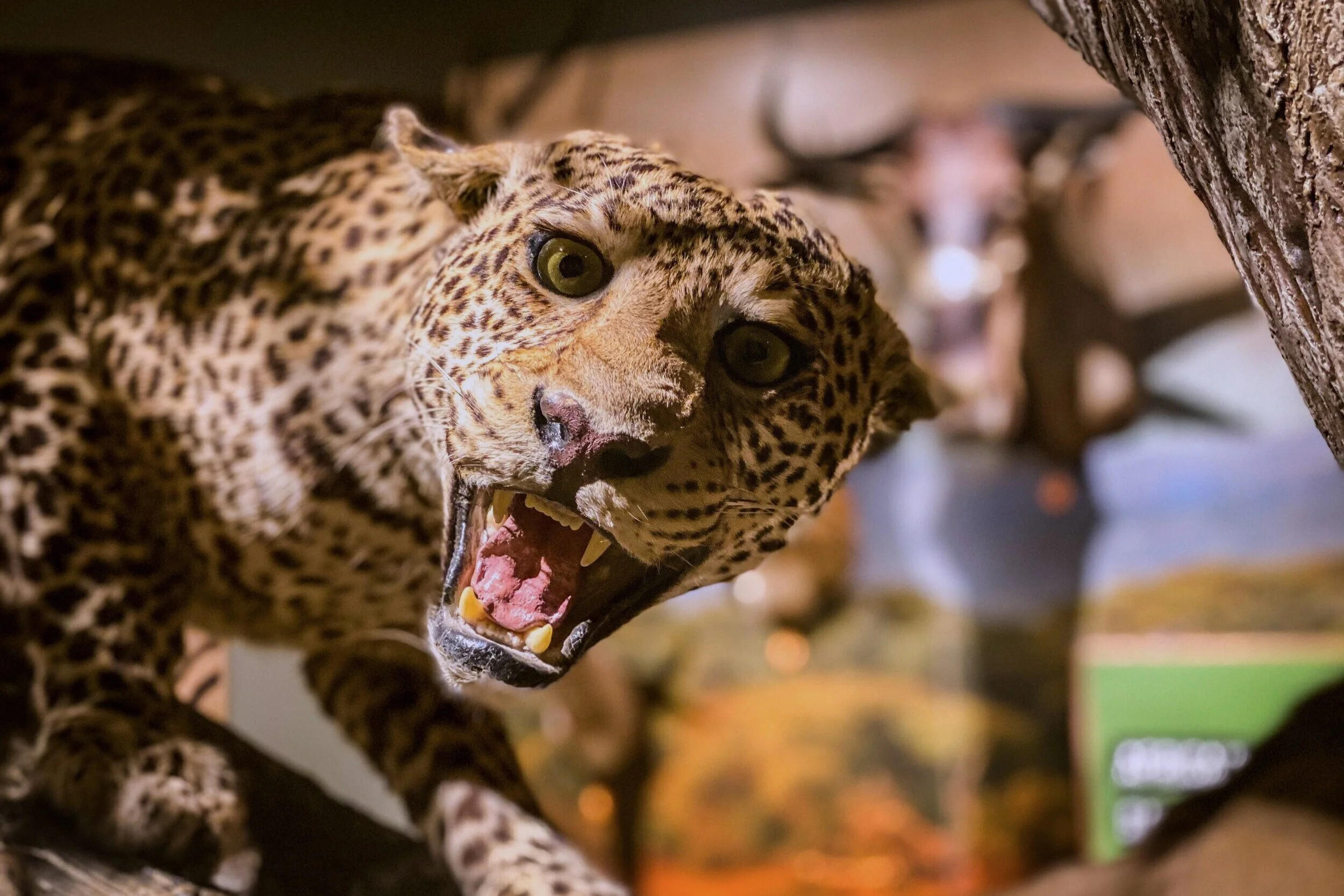 Visitor Information — Red River Valley Museum