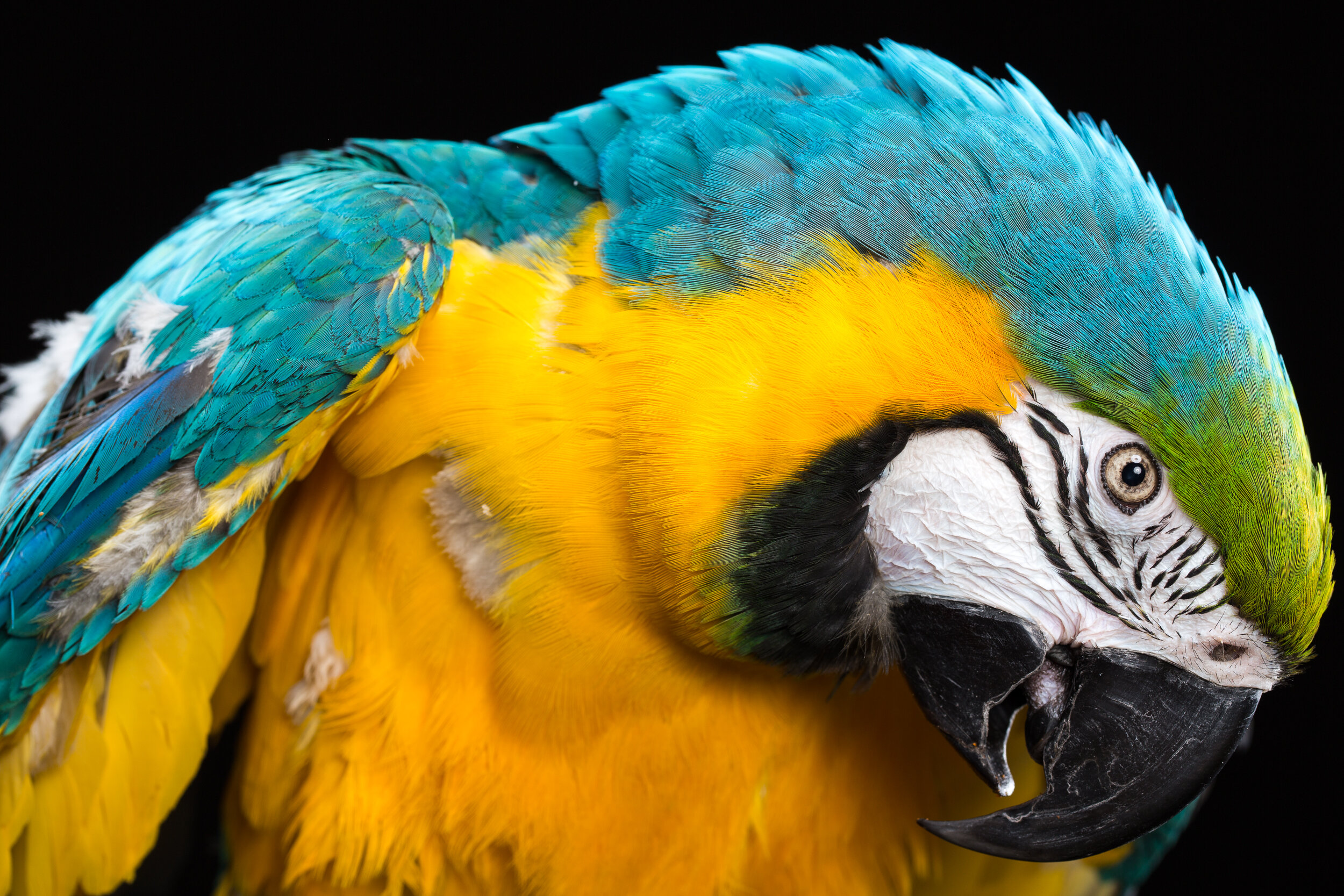 Gallery 3 — Genesis Animal Sanctuary
