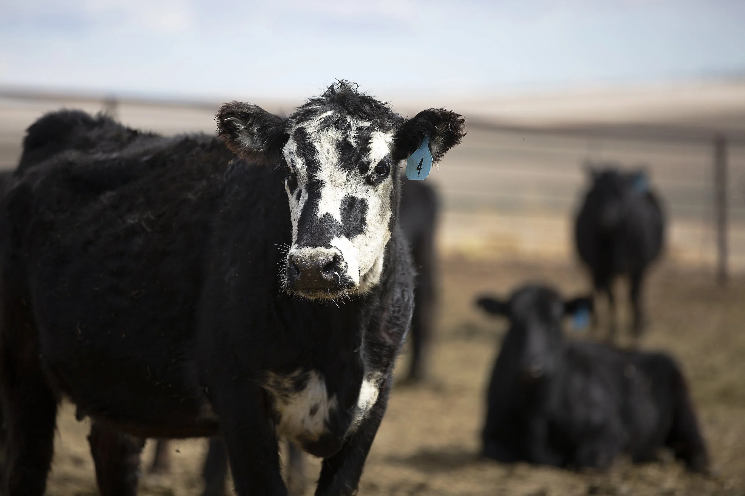 Home [www.bearmountainbeef.com]